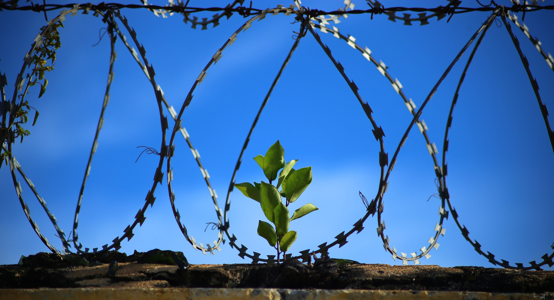 Röster om flykt - Berwaldhallen